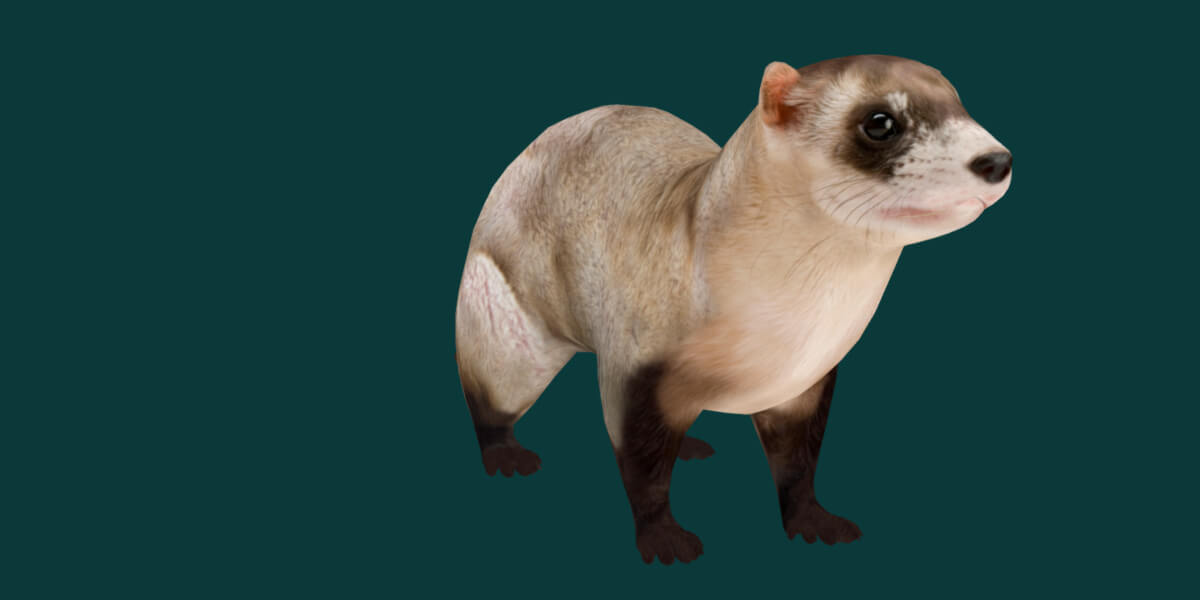 Black-Footed Ferret Endangered Animal 3D Model by Nyilonelycompany