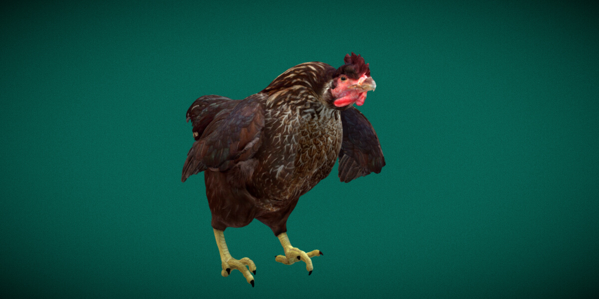 Black Hen - 3D Model by Nyilonelycompany