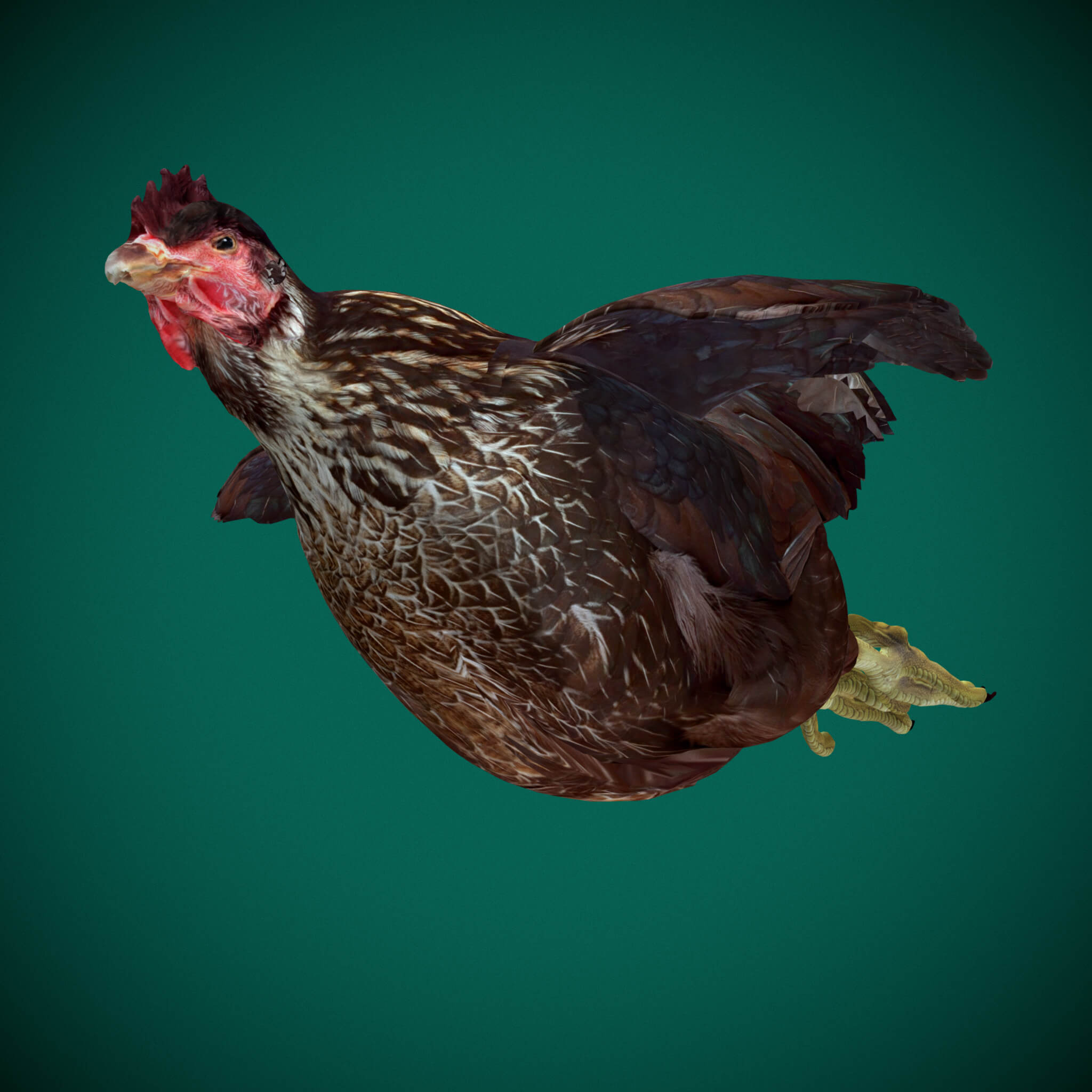 Black Hen - 3D Model by Nyilonelycompany