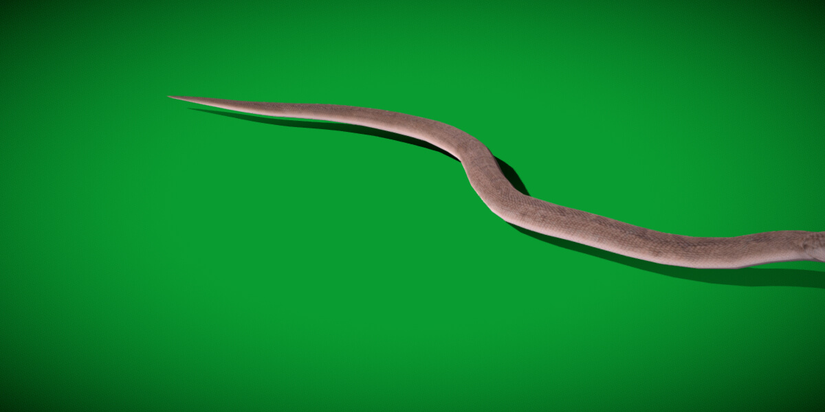 Black Mamba Snake - 3D Model by Nyilonelycompany