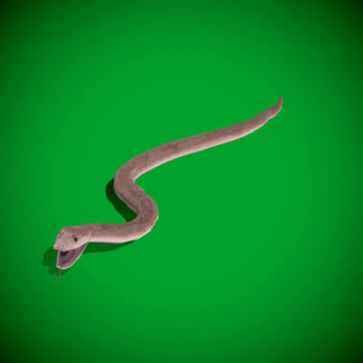 Black Mamba Snake - 3D Model by Nyilonelycompany