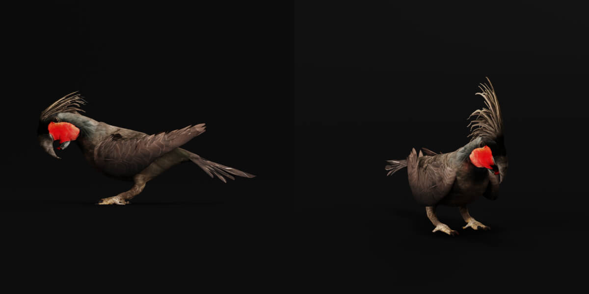 Black Palm Cockatoo Bird - 3D Model by Nyilonelycompany