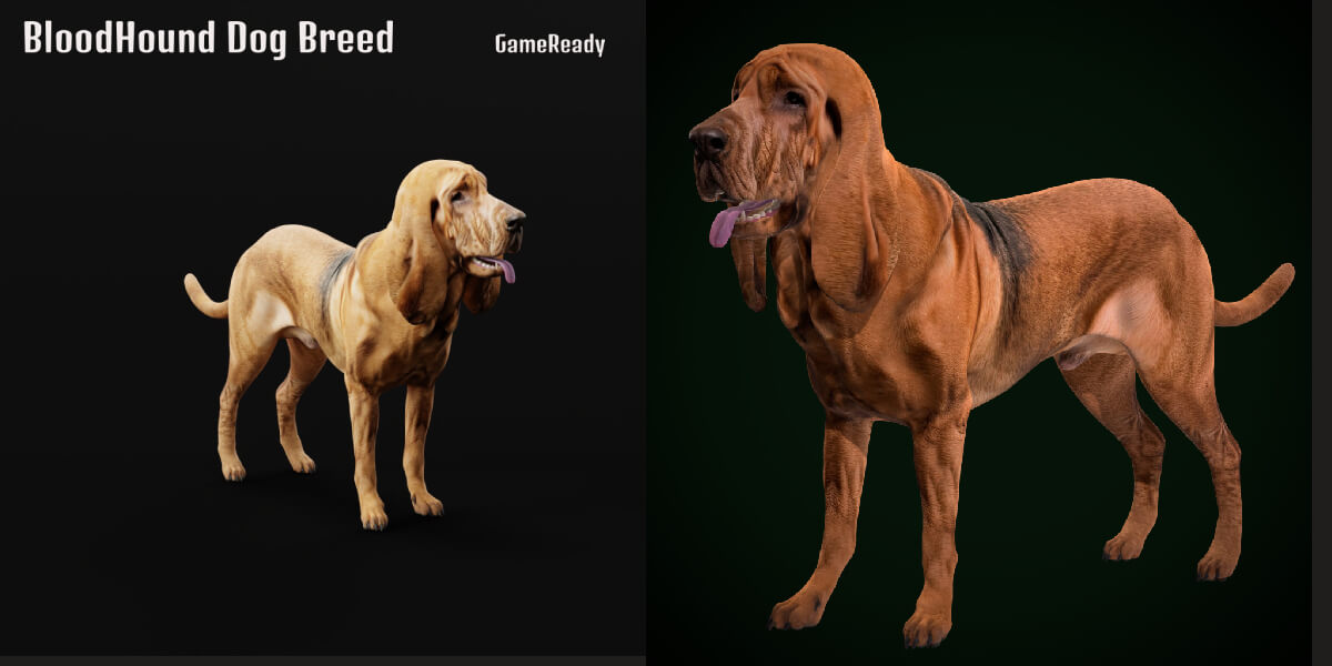 Bloodhound Dog Breed - 3D Model by Nyilonelycompany
