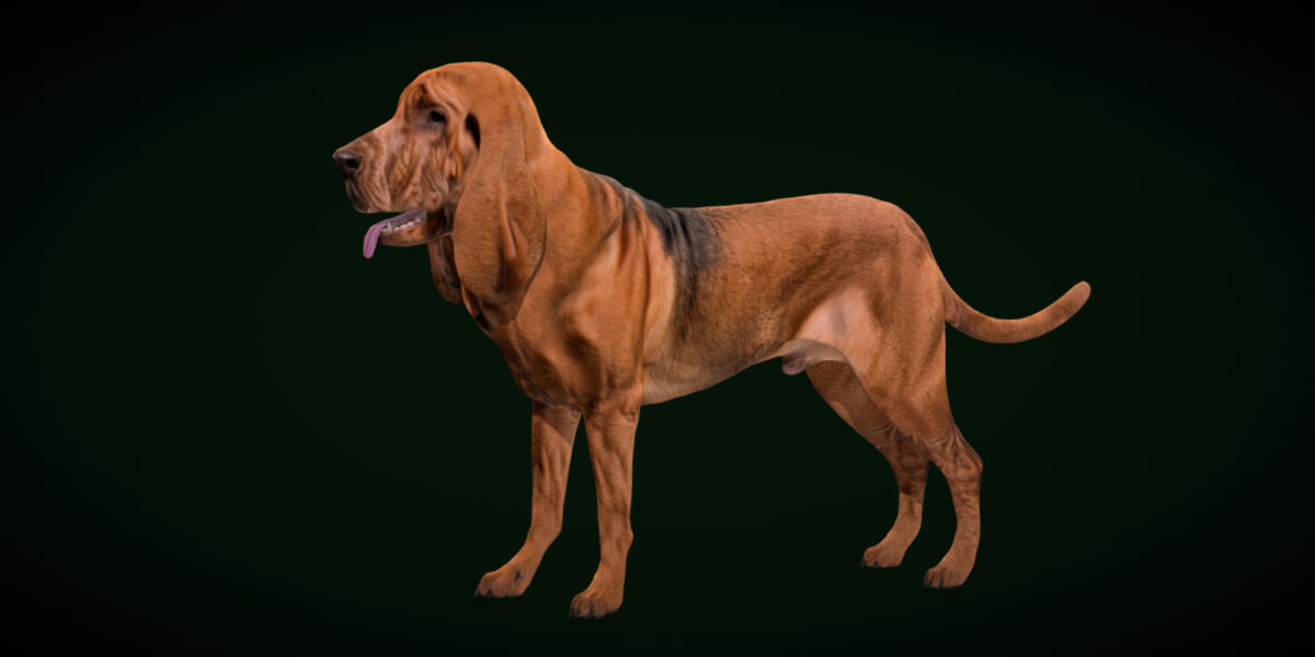 Bloodhound Dog Breed - 3D Model by Nyilonelycompany