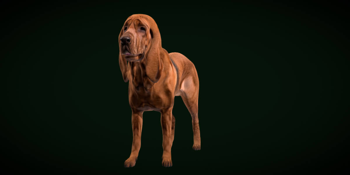 Bloodhound Dog Breed - 3D Model by Nyilonelycompany