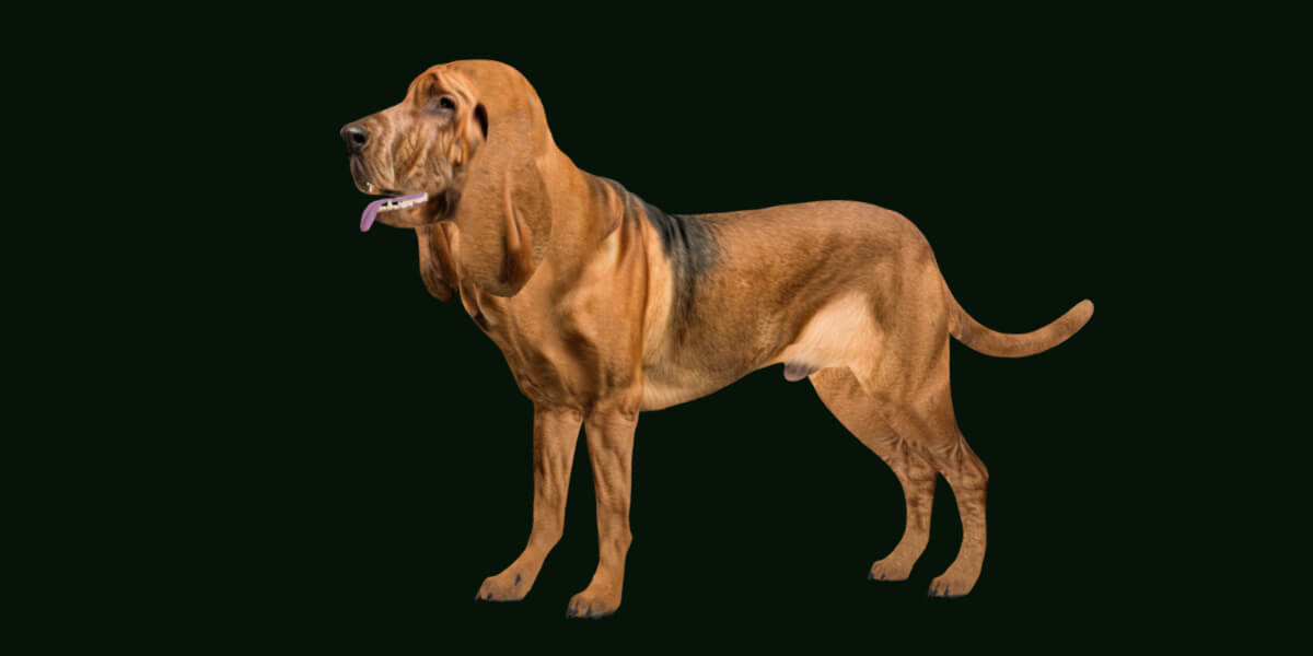 Bloodhound Dog Breed - 3D Model by Nyilonelycompany