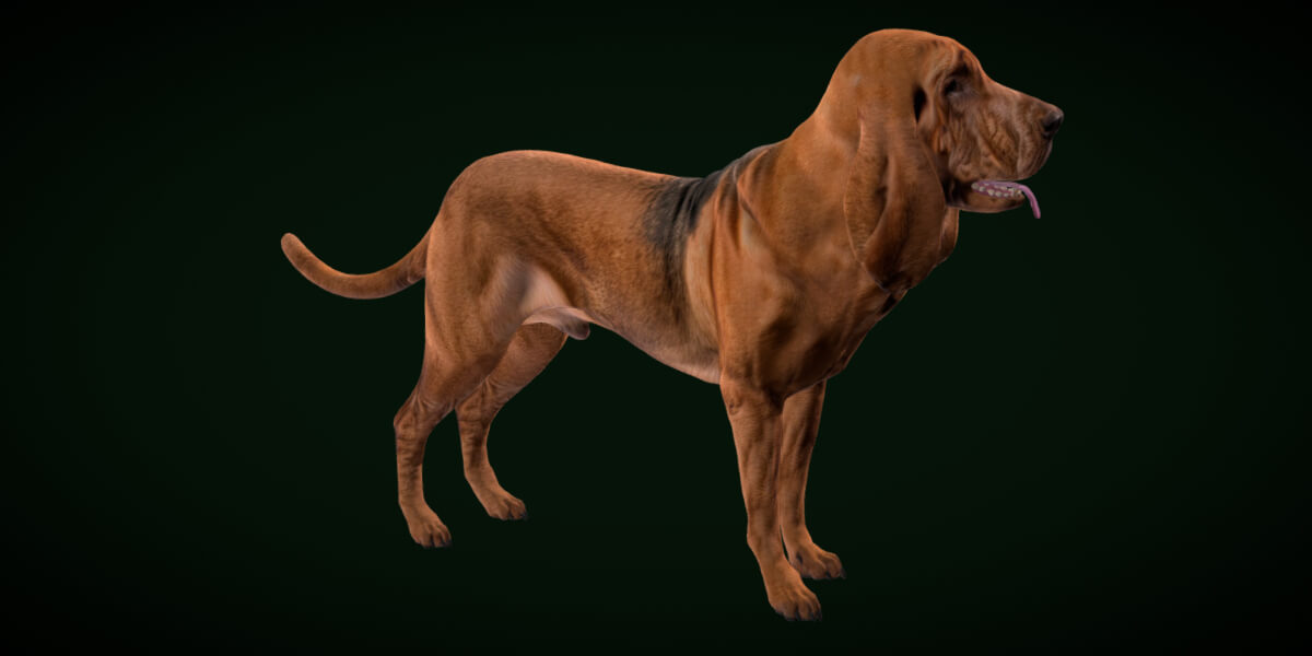 Bloodhound Dog Breed - 3D Model by Nyilonelycompany