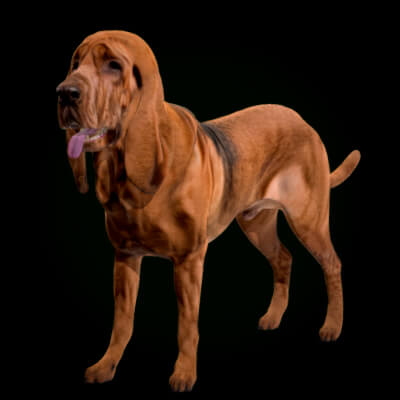 Bloodhound Dog Breed - 3D Model by Nyilonelycompany