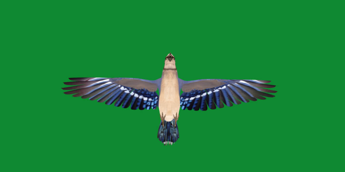 Blue Jay Bird - 3D Model by Nyilonelycompany