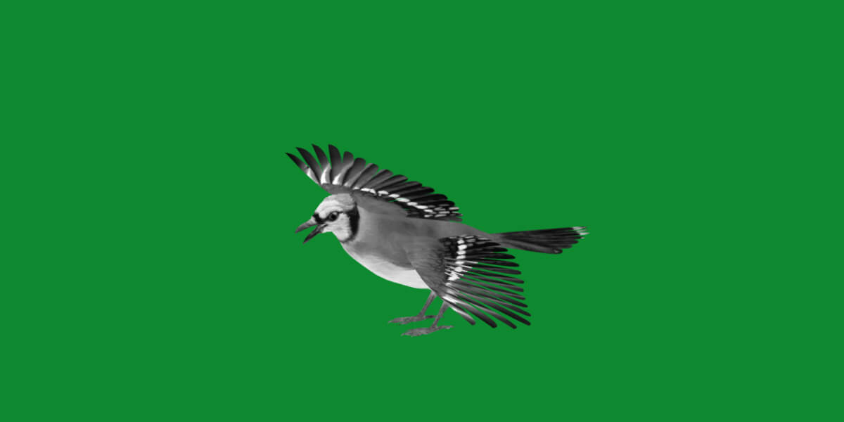 Blue Jay Bird - 3D Model by Nyilonelycompany