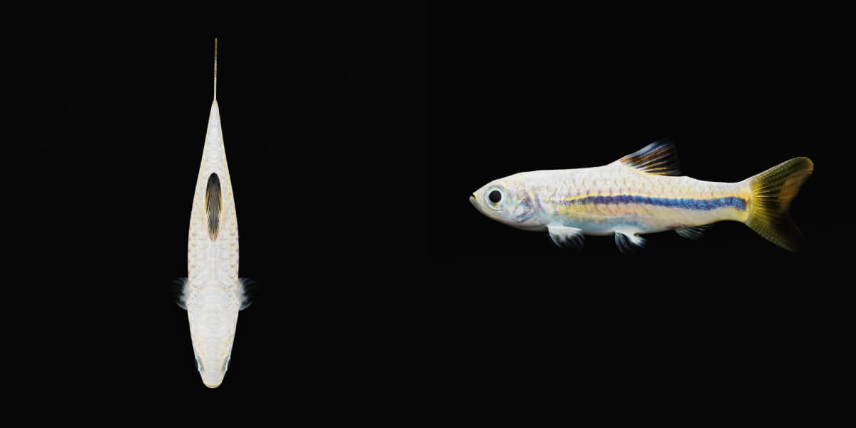 Blue Line Rasbora Fish - 3D Model by Nyilonelycompany