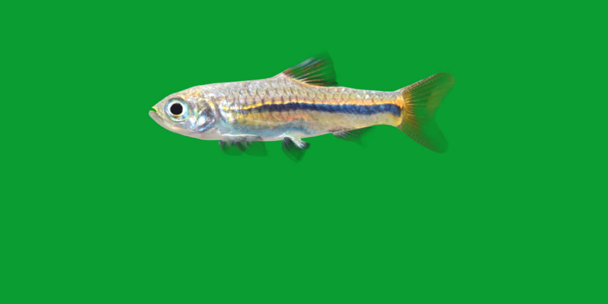 Blue Line Rasbora Fish - 3D Model by Nyilonelycompany