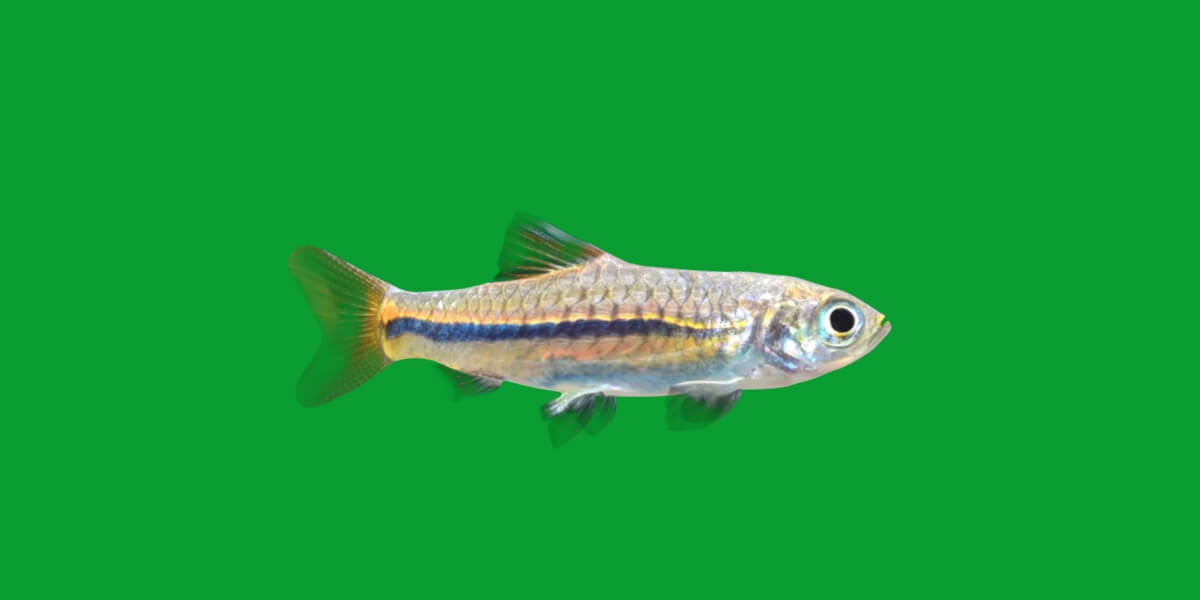 Blue Line Rasbora Fish - 3D Model by Nyilonelycompany