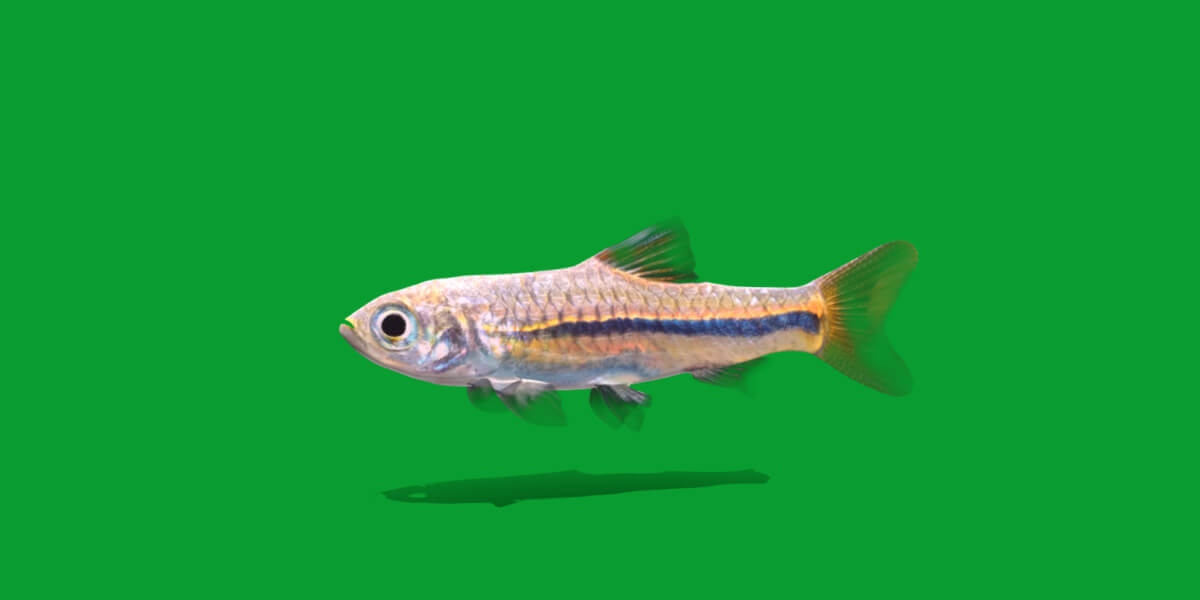 Blue Line Rasbora Fish - 3D Model by Nyilonelycompany