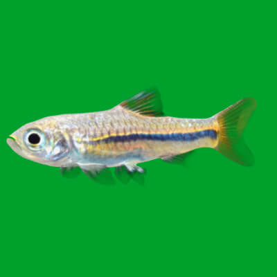 Blue Line Rasbora Fish - 3D Model by Nyilonelycompany