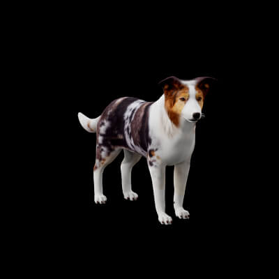 Blue Merle Border Collie - 3D Model by Nyilonelycompany