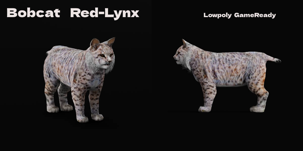 Bobcat Red Lynx - 3D Model by Nyilonelycompany