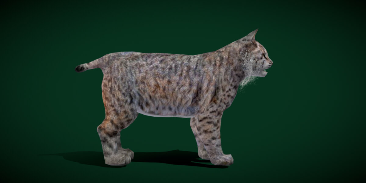 Bobcat Red Lynx - 3D Model by Nyilonelycompany