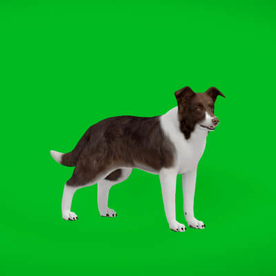 Border Collie Dog - 3D Model by Nyilonelycompany