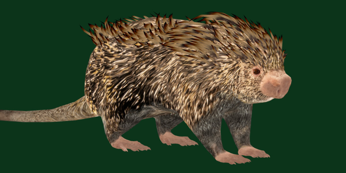 Brazilian Porcupine Rodent - 3D Model by Nyilonelycompany