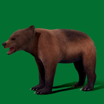 Rigged 3D Models | Animals | Bears | RenderHub