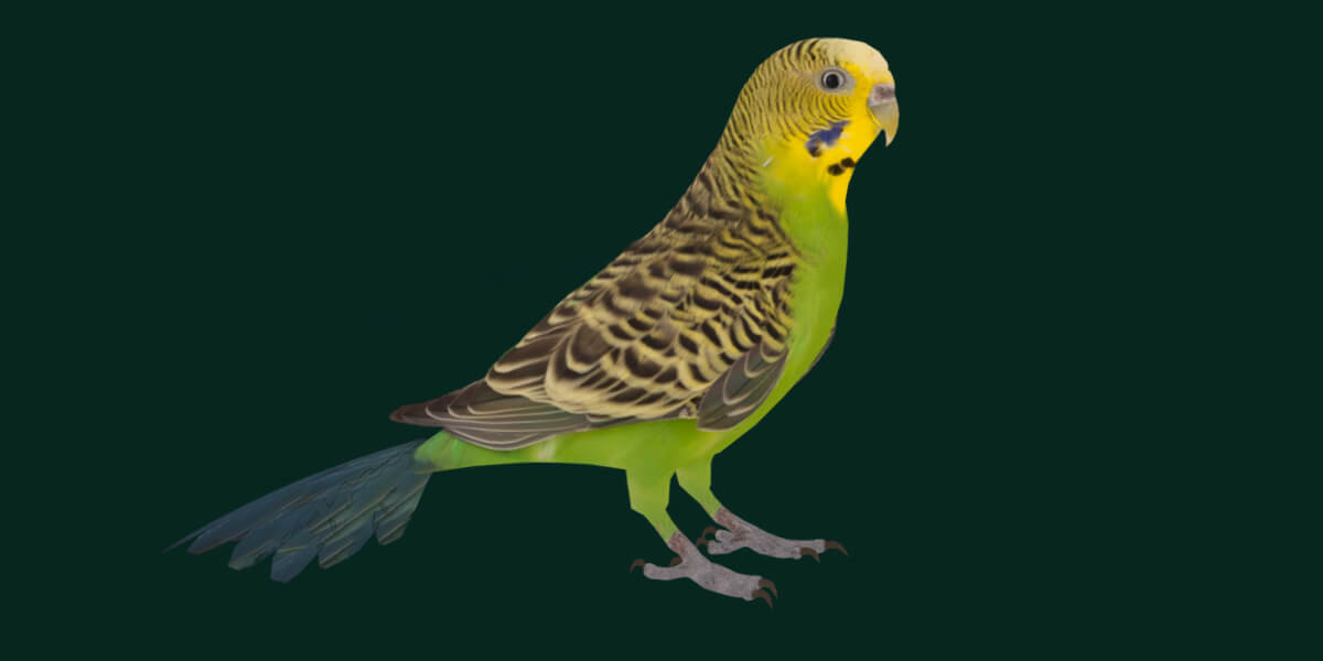 Budgerigar Budgie Bird - 3D Model by Nyilonelycompany