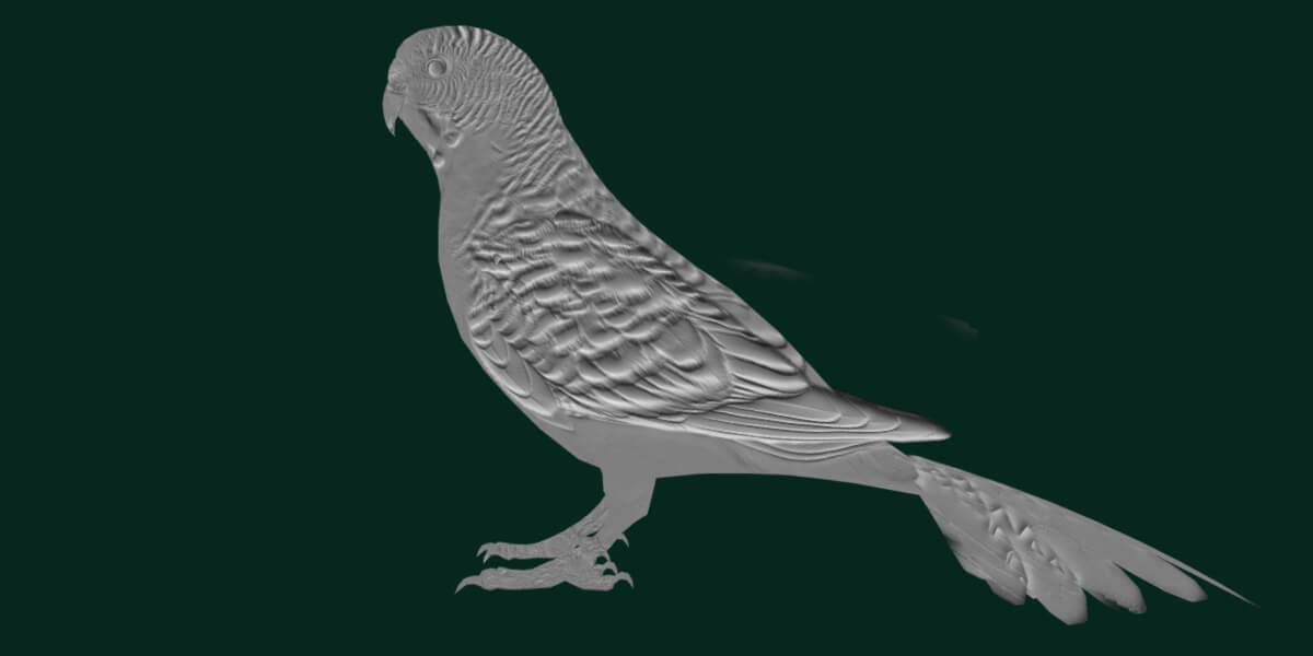 Budgerigar Budgie Bird - 3D Model by Nyilonelycompany