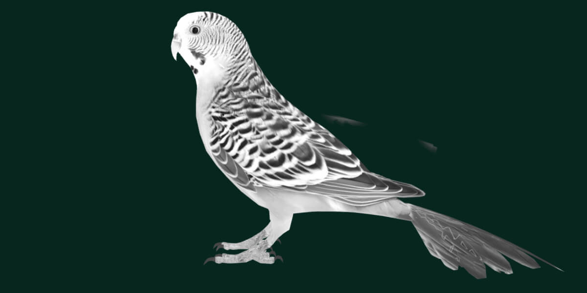 Budgerigar Budgie Bird - 3D Model by Nyilonelycompany
