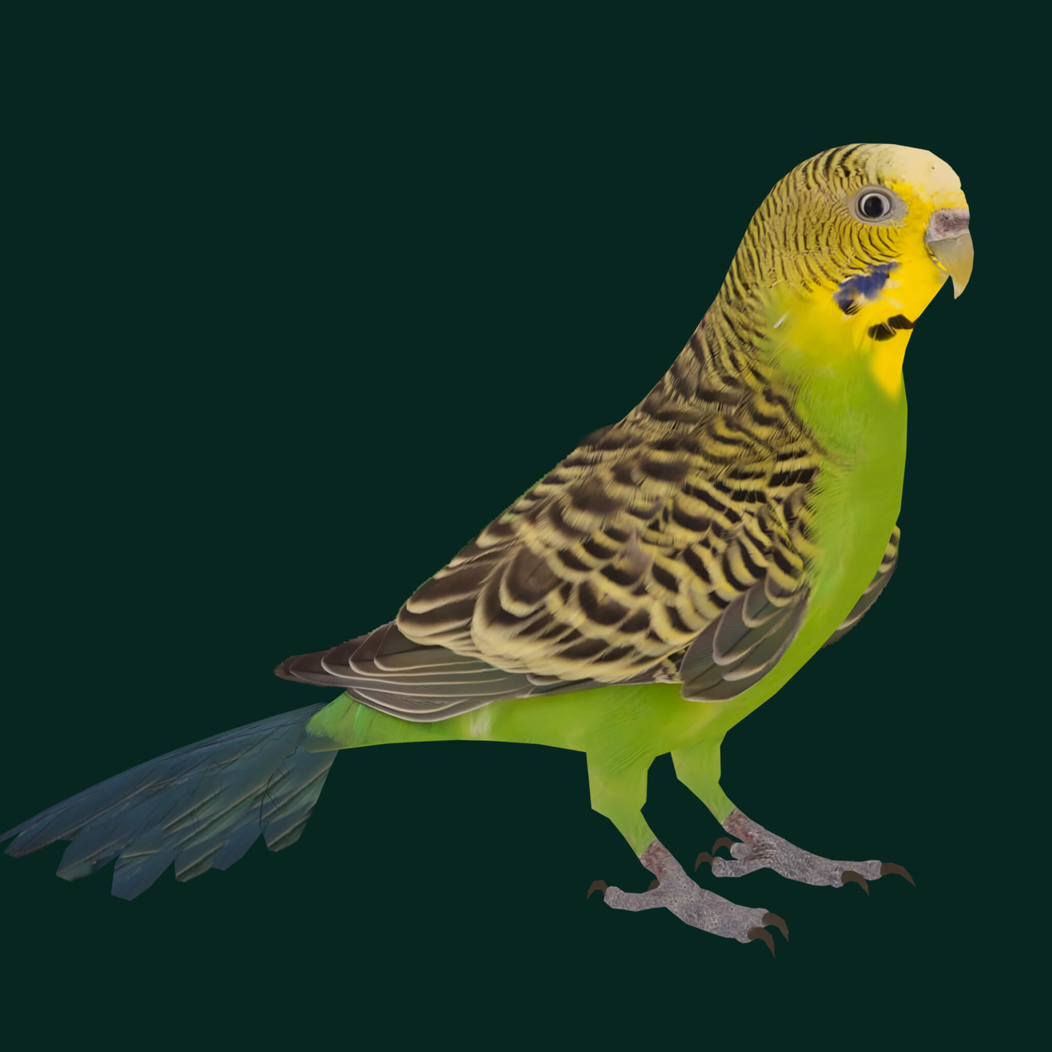 Budgerigar Budgie Bird - 3D Model by Nyilonelycompany