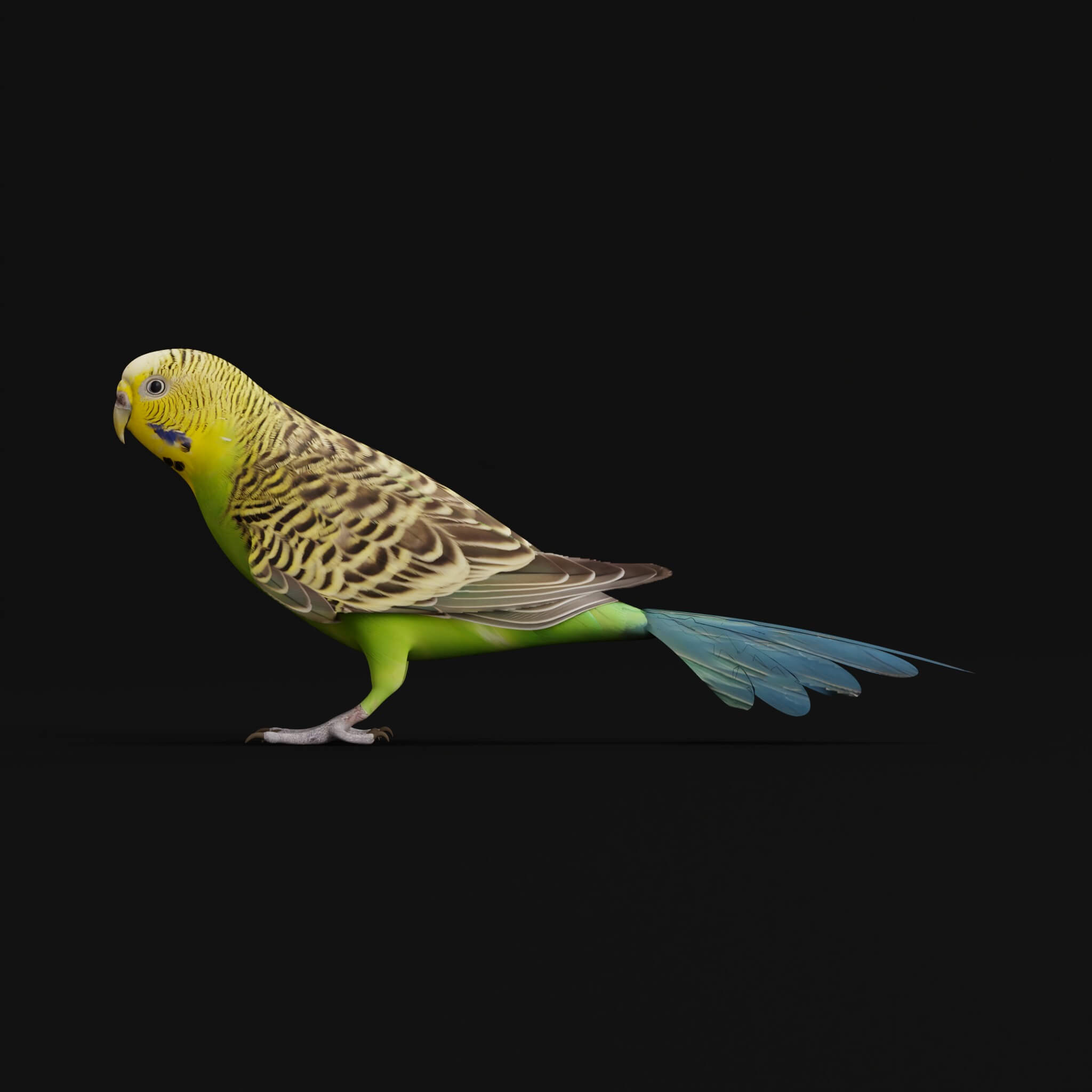 Budgerigar Budgie Bird - 3D Model by Nyilonelycompany