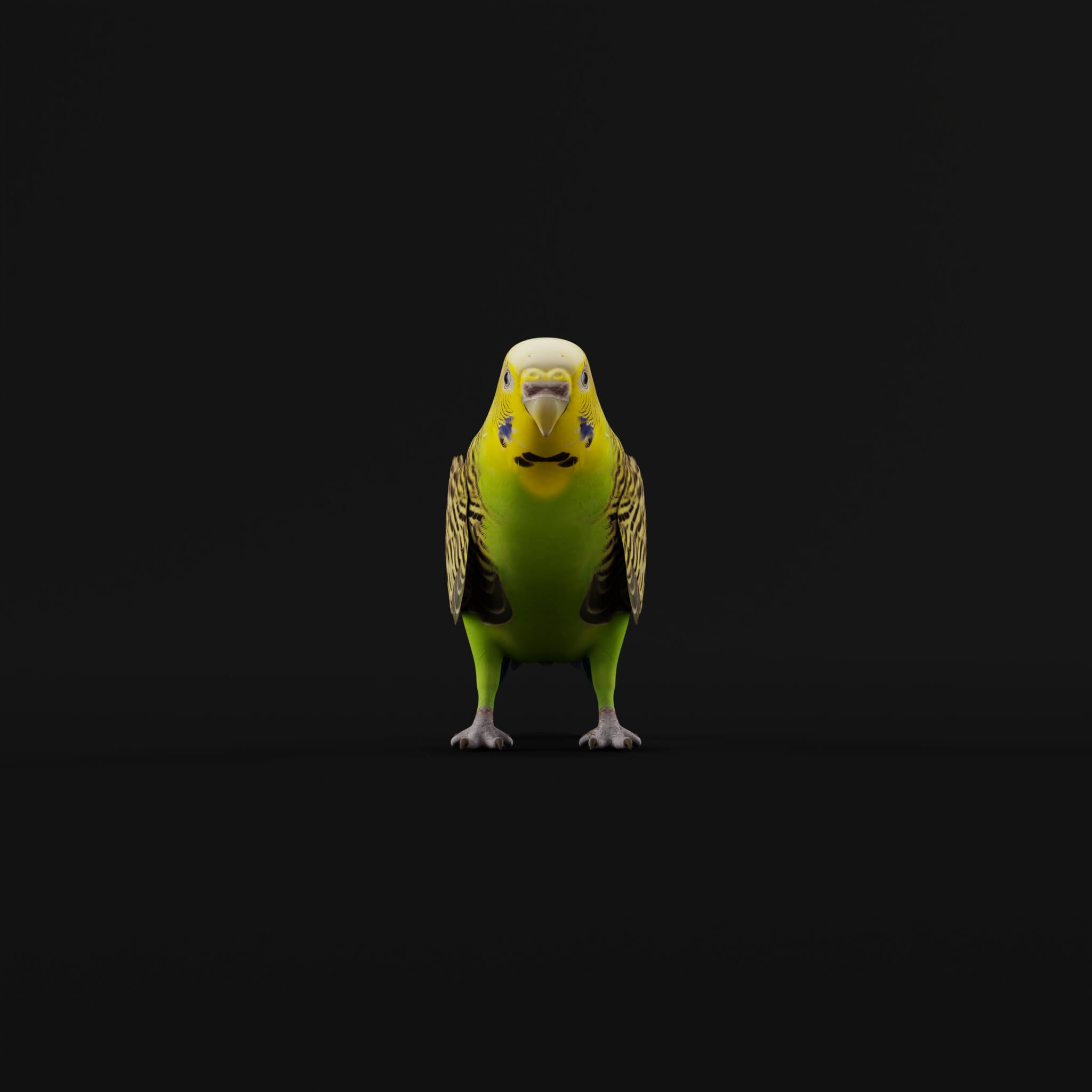Budgerigar Budgie Bird - 3D Model by Nyilonelycompany