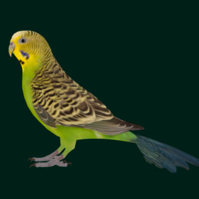 Budgerigar Budgie Bird - 3D Model by Nyilonelycompany