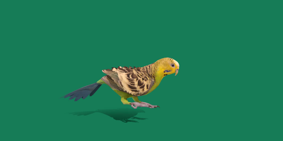 Budgerigar Parakeet Parrot Bird - 3D Model by Nyilonelycompany