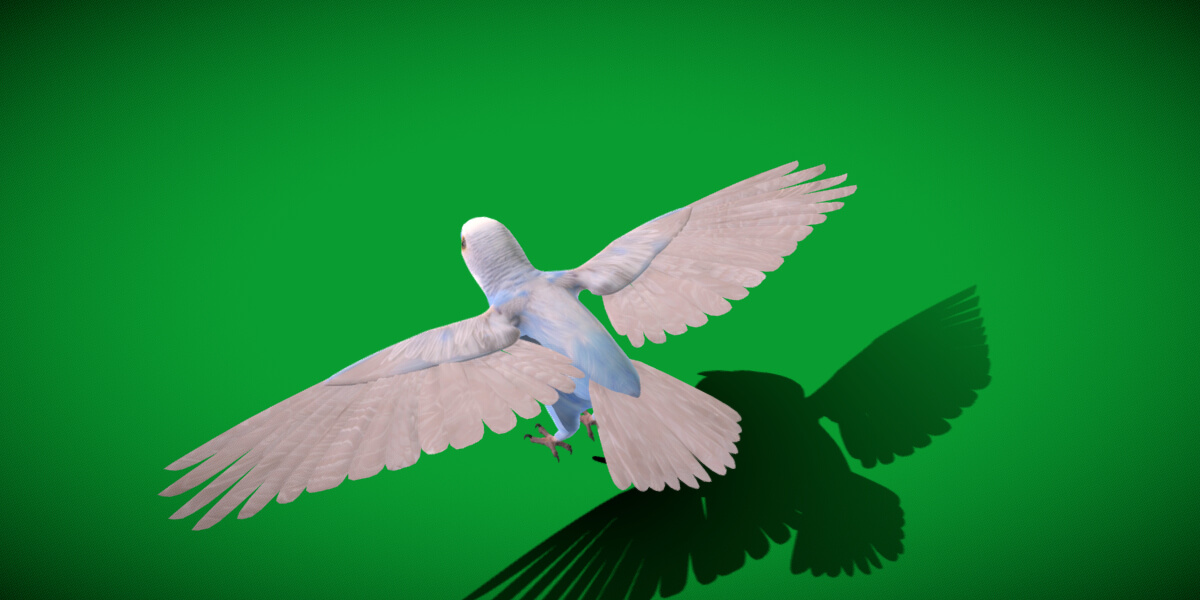 Budgie Parakeet Parrot - 3D Model by Nyilonelycompany