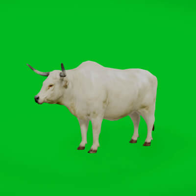 Bullock Ox Cattle - 3D Model by Nyilonelycompany