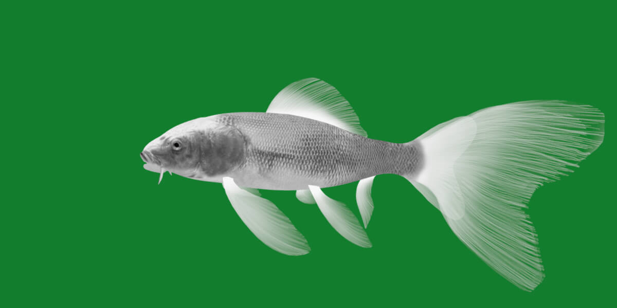 Butterfly Koi Carp Fish - 3D Model by Nyilonelycompany