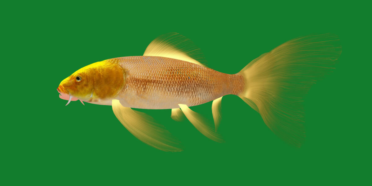 Butterfly Koi Carp Fish - 3D Model by Nyilonelycompany