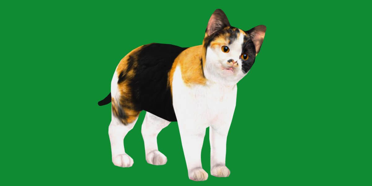 Calico Kitten Cat - 3D Model by Nyilonelycompany