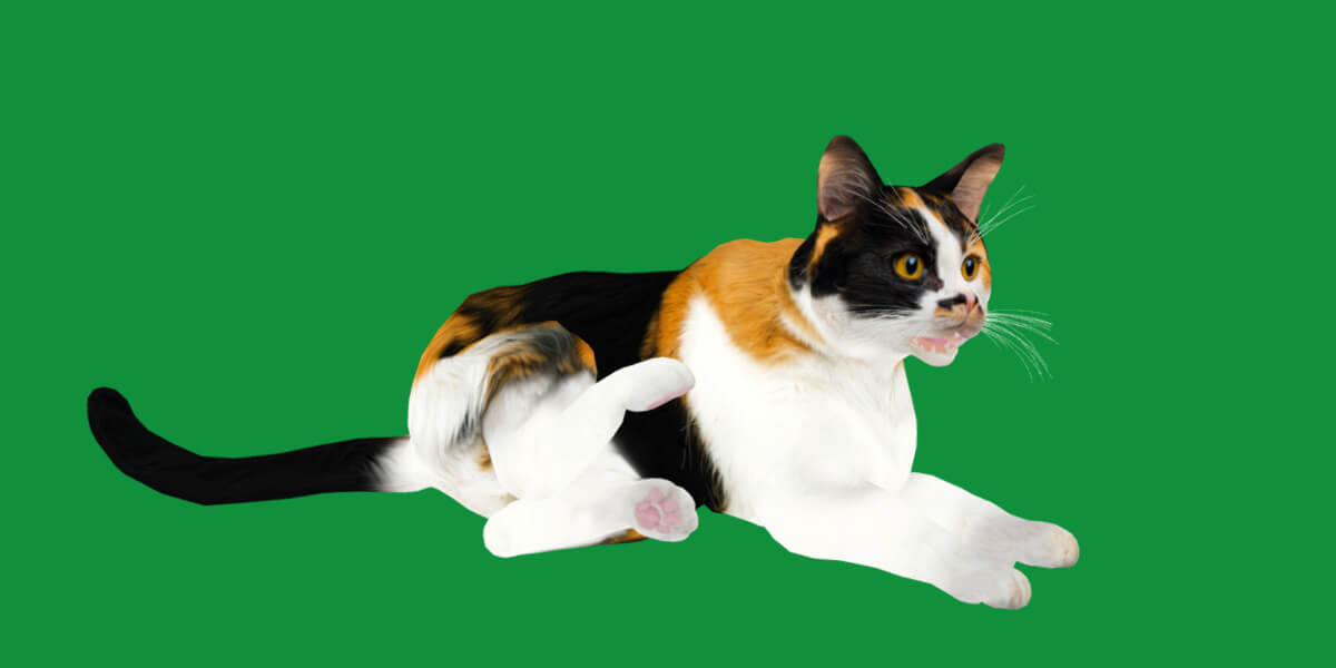 Calico Tricolor Cat - 3D Model by Nyilonelycompany