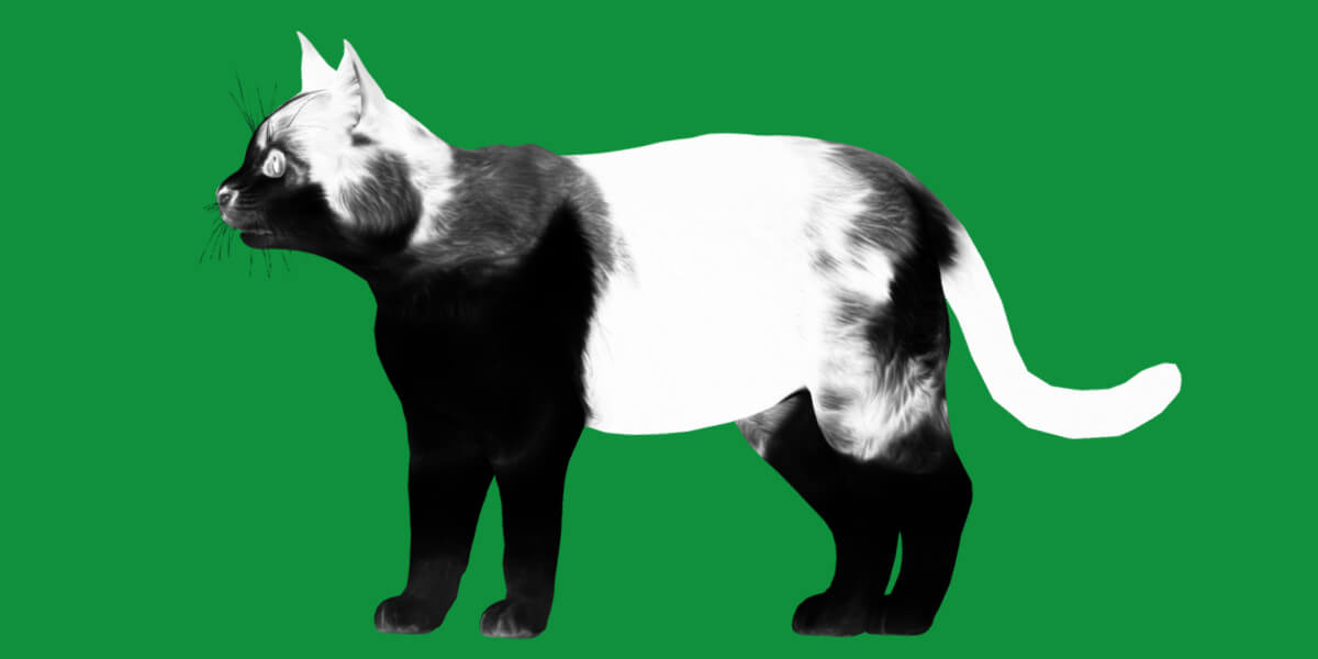 Calico Tricolor Cat - 3D Model by Nyilonelycompany