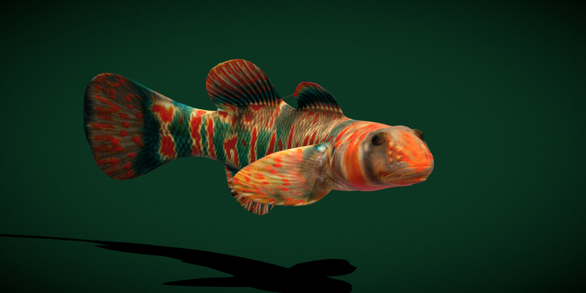 Candy Darter Fish - 3D Model by Nyilonelycompany