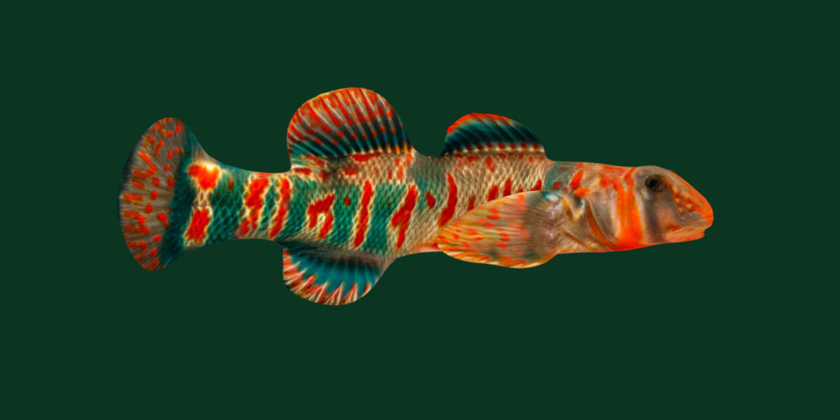 Candy Darter Fish - 3D Model by Nyilonelycompany