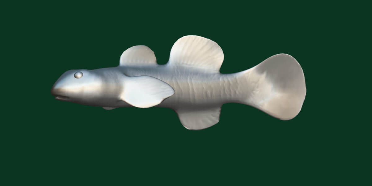 Candy Darter Fish - 3D Model by Nyilonelycompany