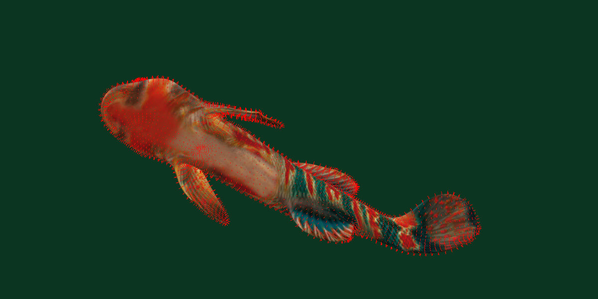 Candy Darter Fish - 3D Model by Nyilonelycompany