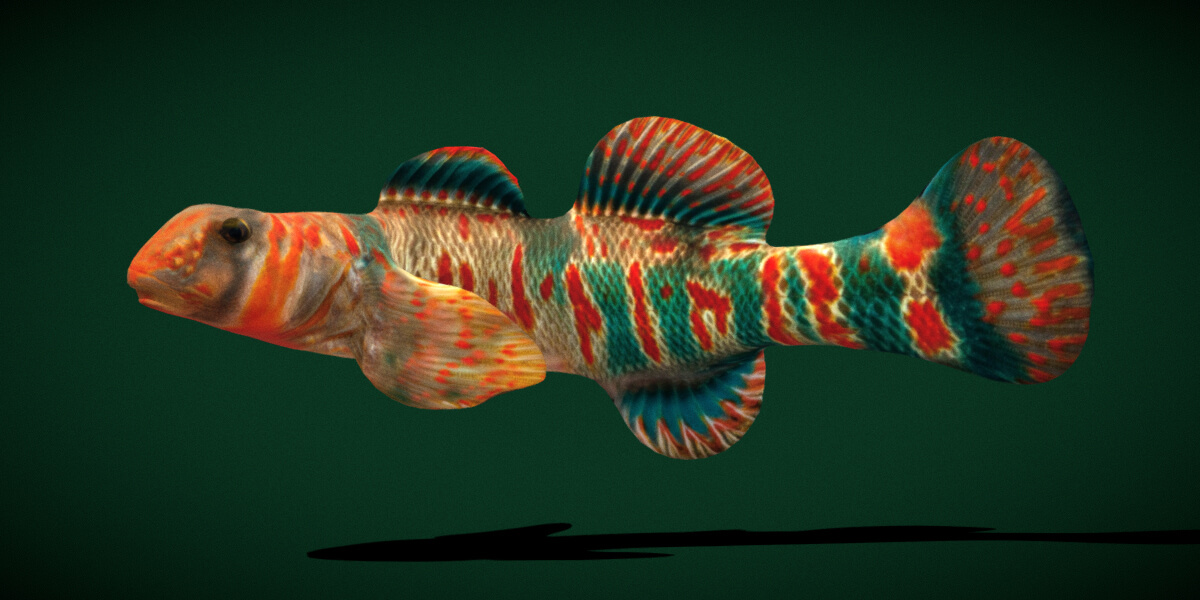 Candy Darter Fish - 3D Model by Nyilonelycompany