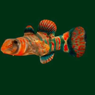 Candy Darter Fish - 3D Model by Nyilonelycompany