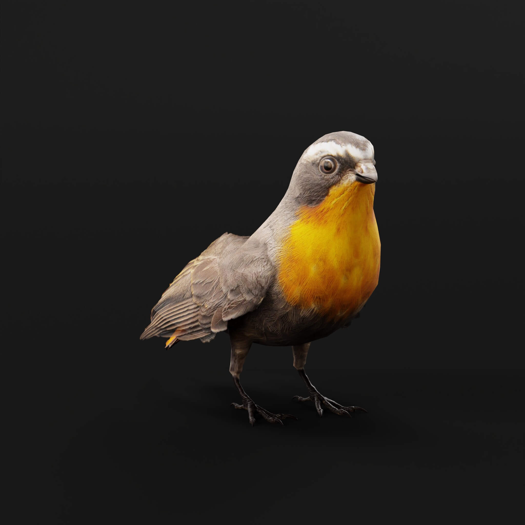 Cape Robin Chat Bird - 3D Model by Nyilonelycompany