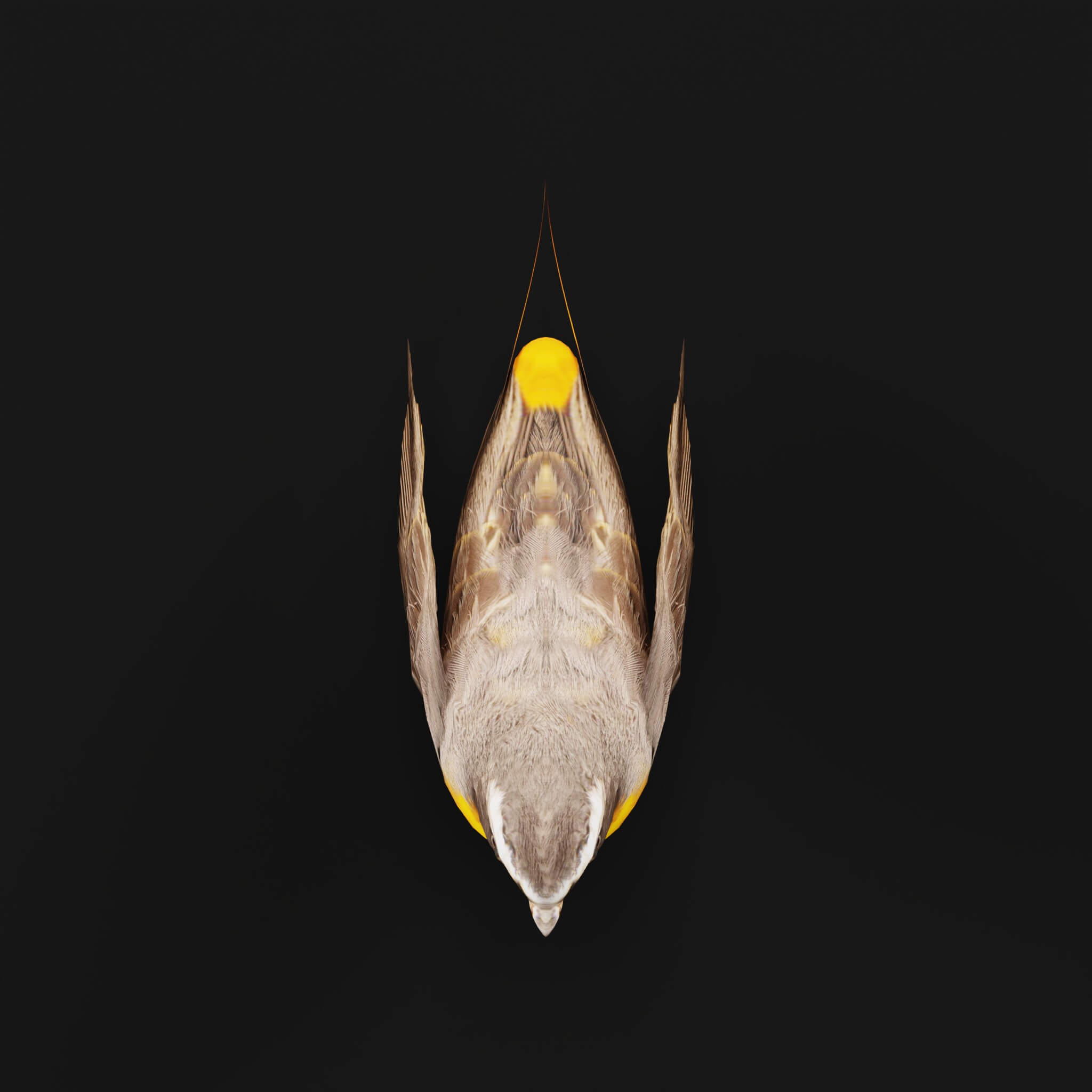 Cape Robin Chat Bird - 3D Model by Nyilonelycompany