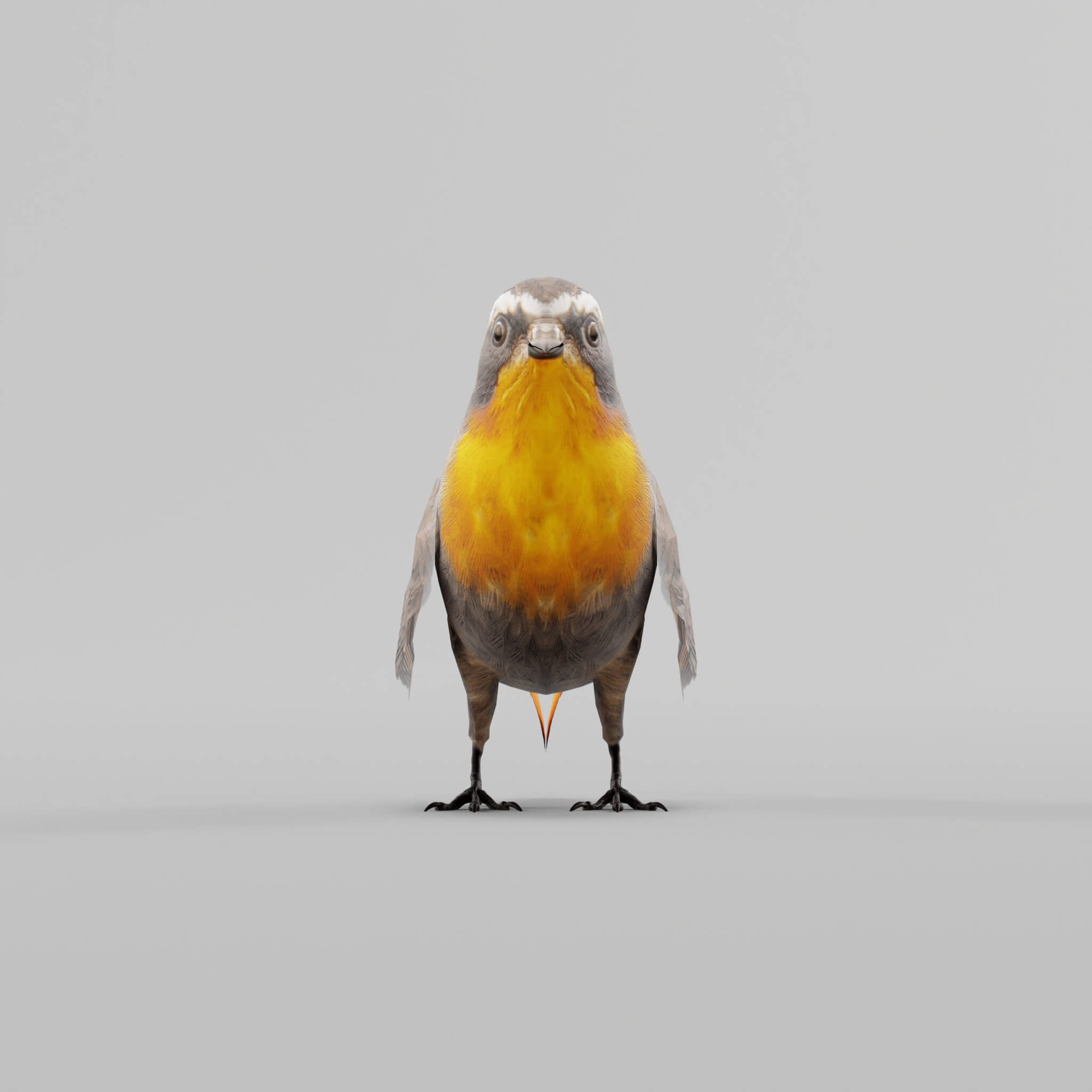 Cape Robin Chat Bird - 3D Model by Nyilonelycompany