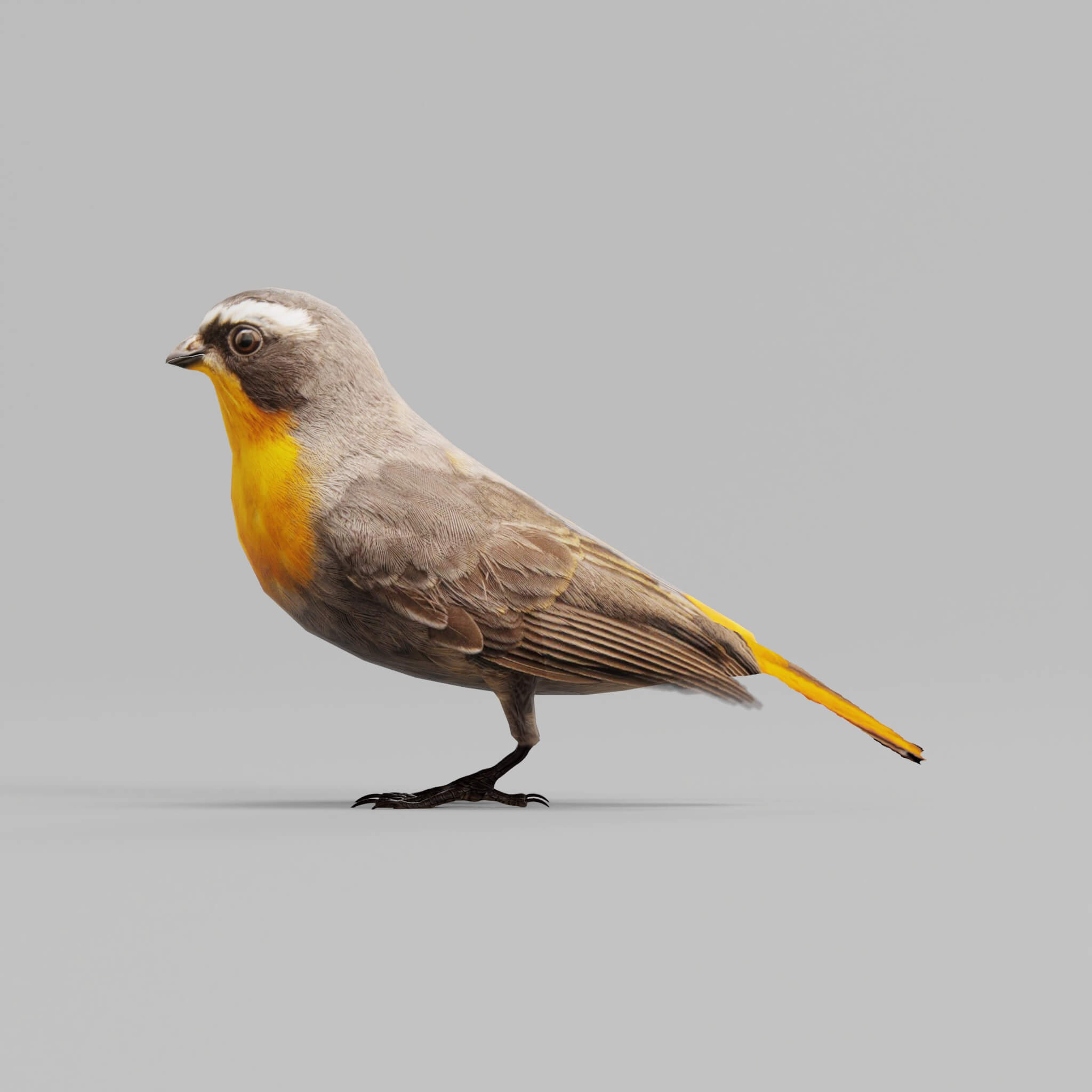 Cape Robin Chat Bird - 3D Model by Nyilonelycompany